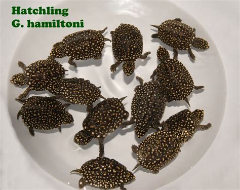 Spotted Turtles For Sale The Turtle Source