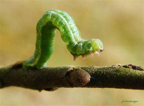 Discover The Fascinating World Of Inchworms Green Caterpillar On A