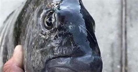 Floosh Album On Imgur