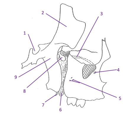 Diagram Of 5 Quizlet