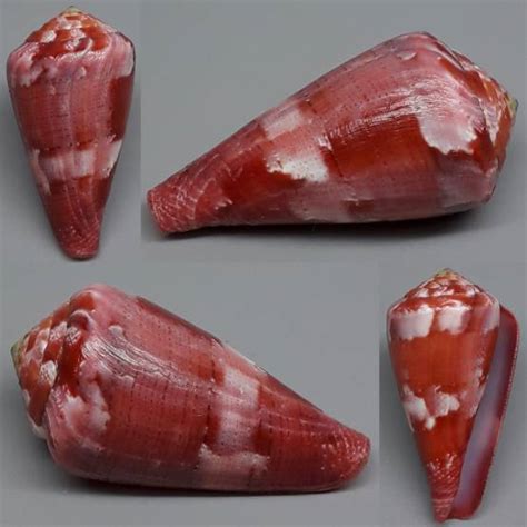 Conus Pertusus 3867359