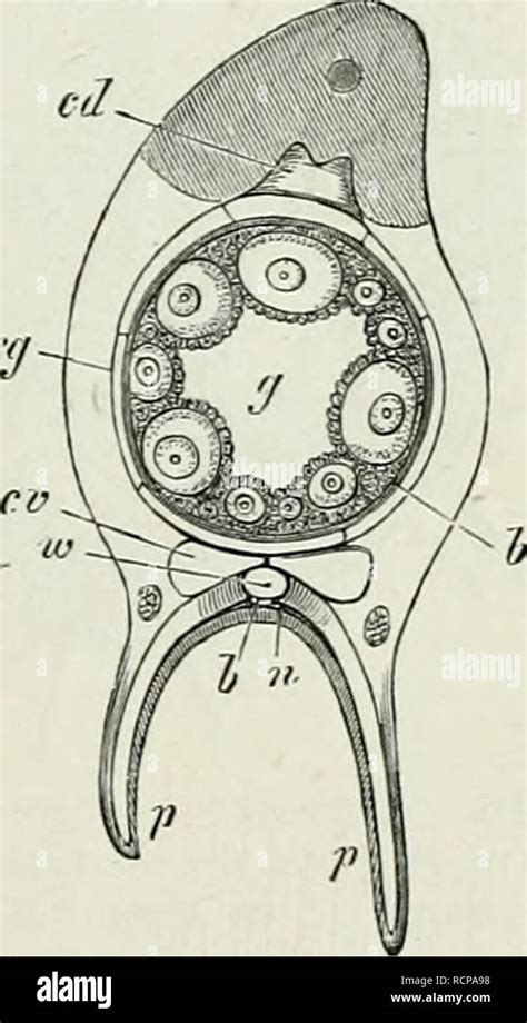Elements Of Comparative Anatomy Fig 114 Generative Organs Of An