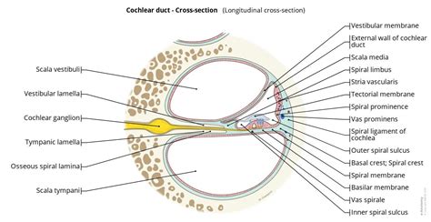 Cochlear Model Labeled