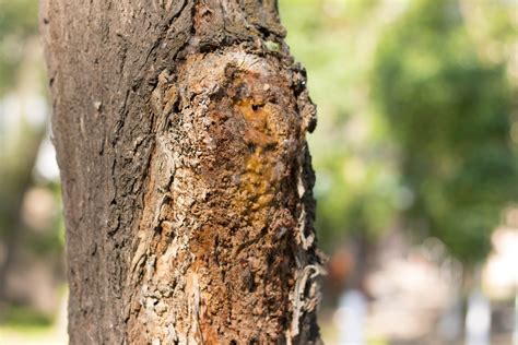 Can A Dying Tree Be Saved