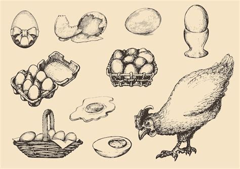 Premium Vector Graphic Illustrations Of Poultry Farm Goods In Vector Hand Drawn Set Of Hennery
