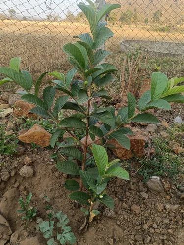 Red Diamond 1 Feet Jamfal Guava Plant At ₹ 180 Piece In Nagpur Id