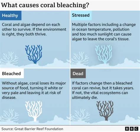 Great Barrier Reef Faces Grim Future But Can Recover If Global