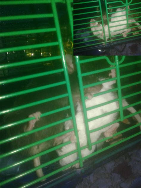 Coco Wanted To Climb But Moo Wanted To Cuddle By Angelneko114 On Deviantart