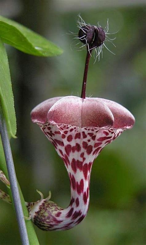 33 Photos Of Weird And Rare Flowers That Look Like Someting From A
