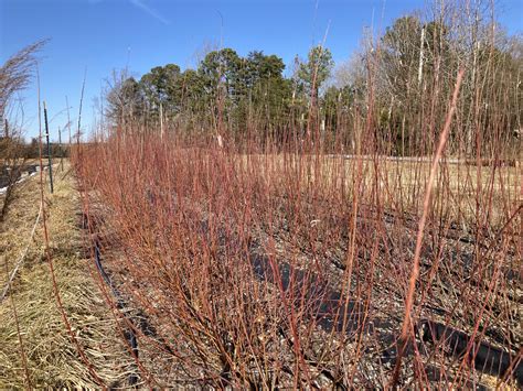 Willow Cuttings Dicky Meadows — Angela Eastman