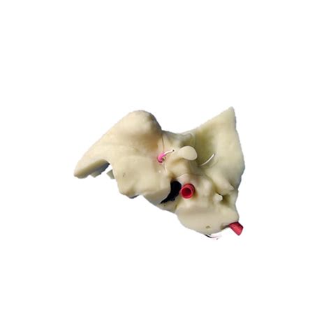 Artficial Temporal Bone Application Industrial At Best Price In Jaipur