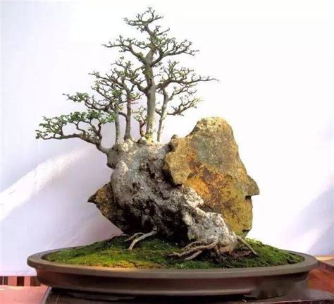 树抱石， 怎么做？盆景