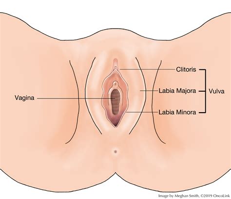 Surgical Procedures Vulvectomy Oncolink
