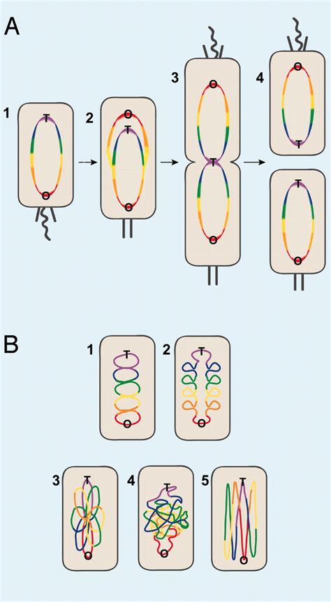 Linear Ordering And Dynamic Segregation Of The Bacterial Chromosome Pnas