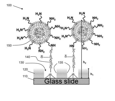 Biofunctionalized Nanoshell Immobilized Microarrays And Applications