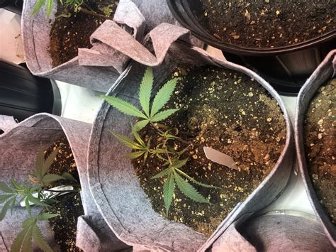 Help Needed For Droopy Plants Seedling Ilgm Growers Forum Free