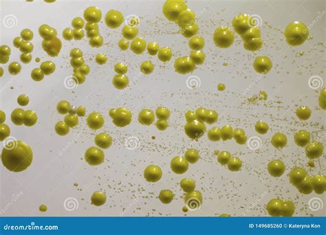 Bacteria Grown From Skin Smear Colonies Of Micrococcus Luteus And