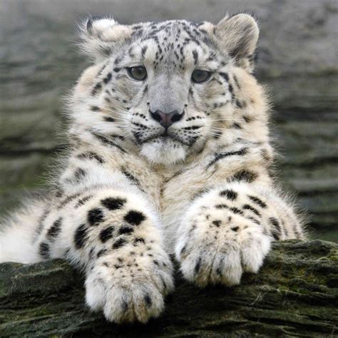 8 Demystifying Facts About The Snow Leopard