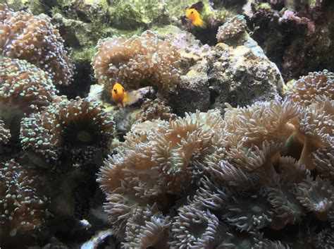 Machine Learning Mastery On Linkedin A Gentle Introduction To Sigmoid