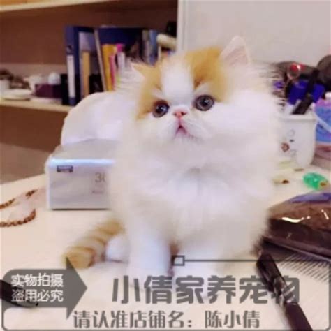 宠物猫咪活体加菲猫纯种家养低价英短蓝猫波斯猫暹罗猫幼猫活体y虎窝淘