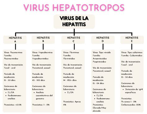 Concept Map Graphic Organizer Hepatitis A Virus De Lavirus De La Virus De La