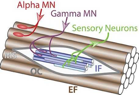 Frontiers Motor Neurons And The Generation Of Spinal Motor Neurons Diversity Frontiers In
