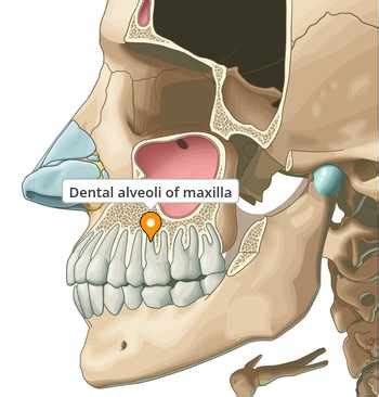 Dental Alveoli Of Maxilla E Anatomy Imaios