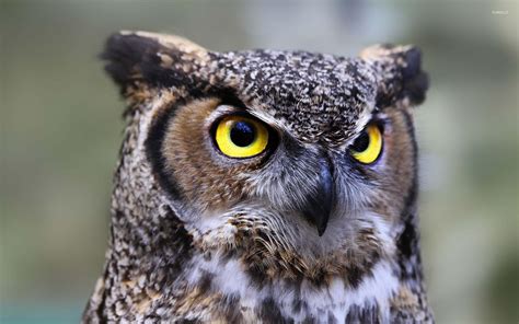 Great Horned Owl Wallpapers Wallpaper Cave