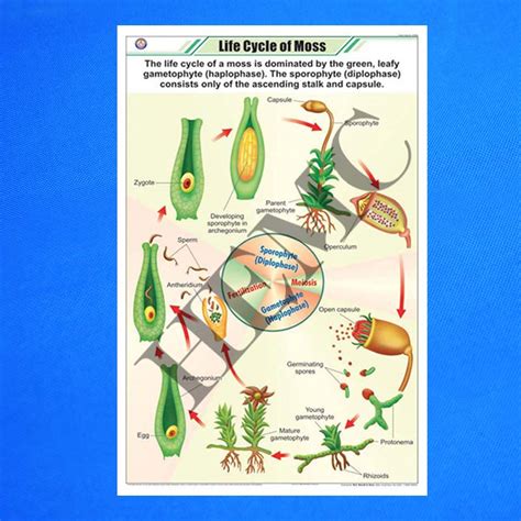 Life Cycle Of Moss Laboratory Products