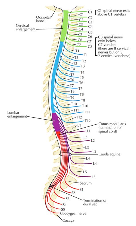 Canal Vertebral Tethered Spinal Cord Syndrome Tscs Pathophysiology