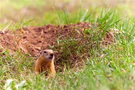 9 Best Ways To Fill In Gopher Holes Prevent More Pest Pointers