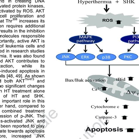 Schematic Illustration Of The Induction Of Apoptosis By The Combined