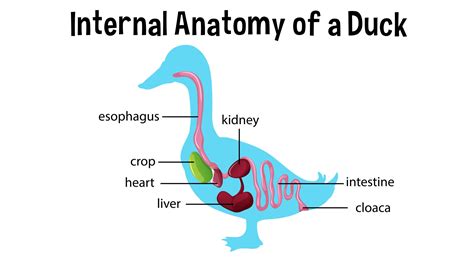 Internal Anatomy Of Duck Animation Stock Footage Sbv 352513318