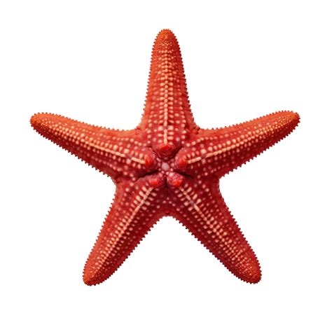 Pequeño Estrella De Mar Aislado Ilustración Ai Generativo 25076479 Png