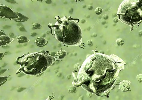 Trichomonas Parasites Stock Image Z100 0199 Science Photo Library