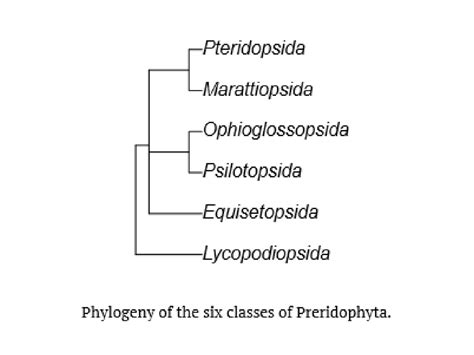 Division Lycopodiophyta And Equisetophyta презентация онлайн