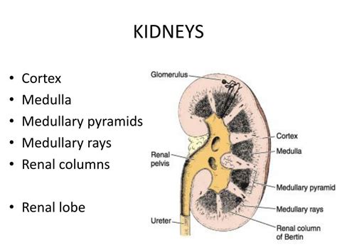 Ppt The Urinary System Powerpoint Presentation Free Download Id
