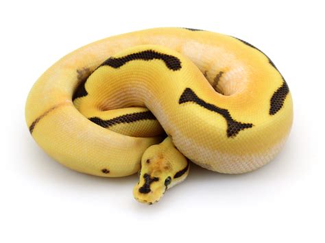 Super Orange Dream Yellow Belly Spider Fire Markus Jayne Ball Pythons
