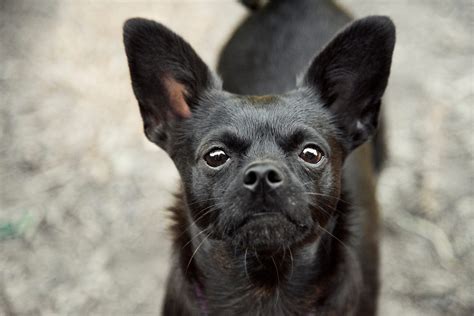 The Cutest Black Dog Breeds To Adopt In 2021 Readers Digest