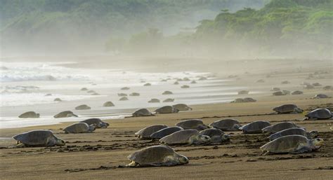 Experience Holistic Living In Nosara Where Yoga Meets The Surf Costa