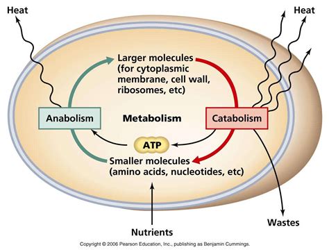 Metabolism Part 1 Platinum Training Institute