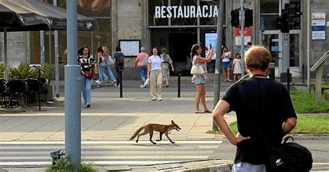 Fox In The City Album On Imgur