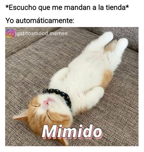 Mimido Memes De Gatos Divertidos