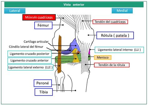 Cajon Anterior Y Posterior De Rodilla At Terrance Mitchell Blog