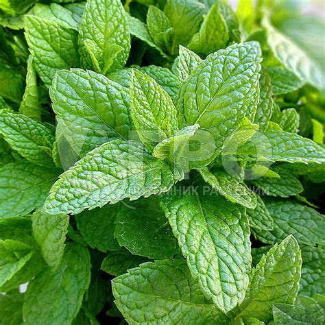 Мята перечная 'Lemon' (Citrata) - Саженцы многолетних цветов и рассады ...