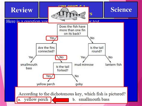 notes science classification keys tennessee spi objective ppt download