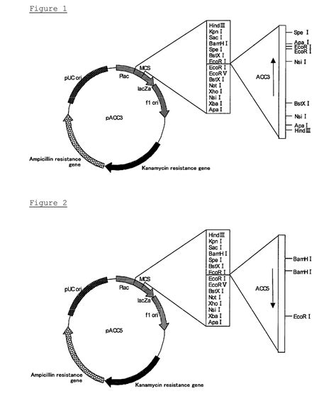 Novel Cellulase Gene Eureka Patsnap