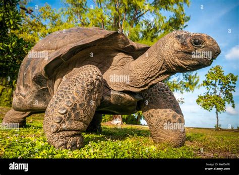 Seychelles Bird Island Seychelles Giant Tortoise Aldabrachelys