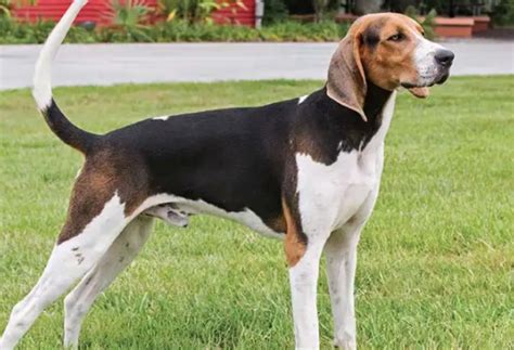 Treeing Walker Coonhounds A Complete Guide Treeing Walking