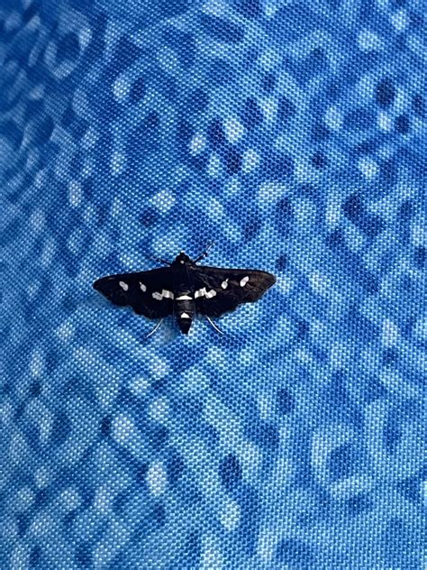 Is This A Spotted Lanternfly Nymph My Bathroom Georgia Us